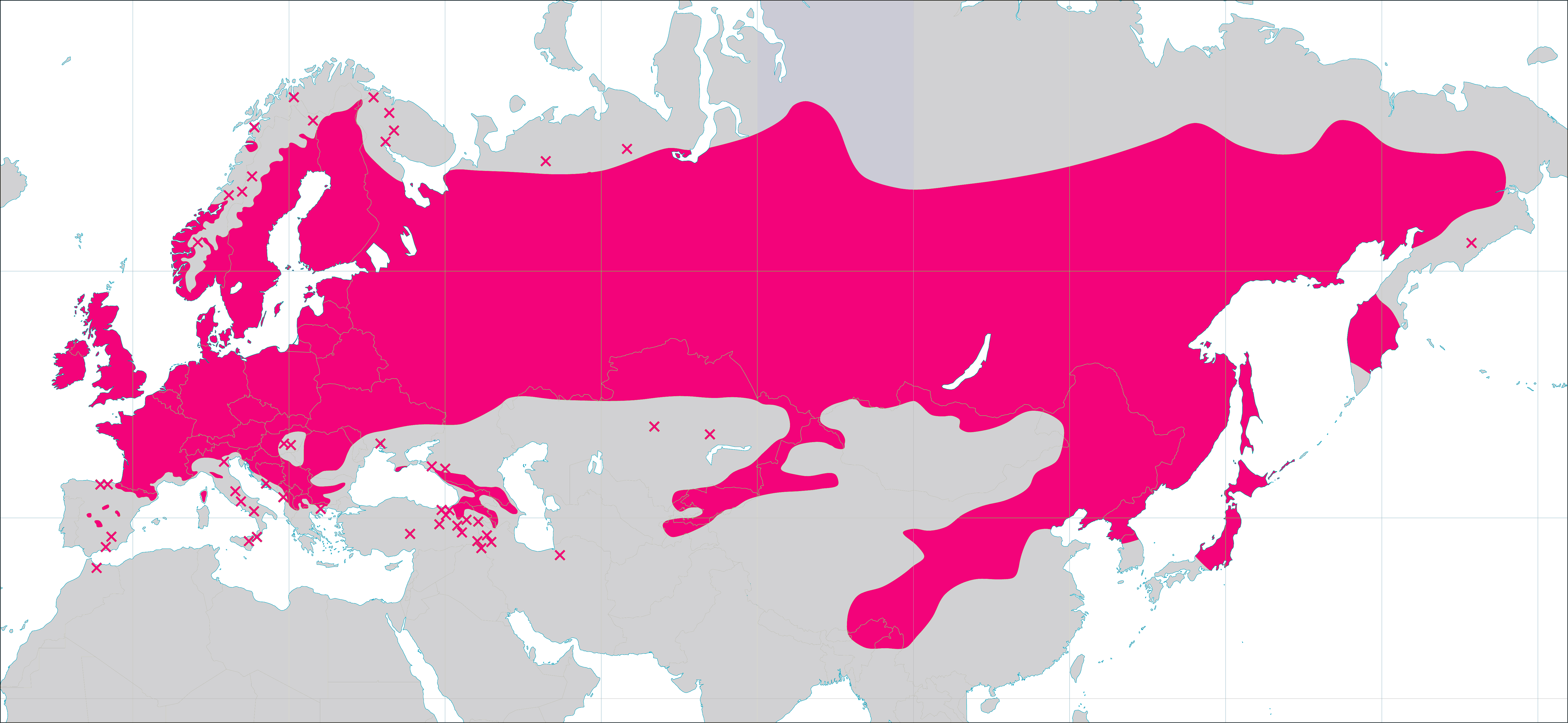 Rauduskoivu